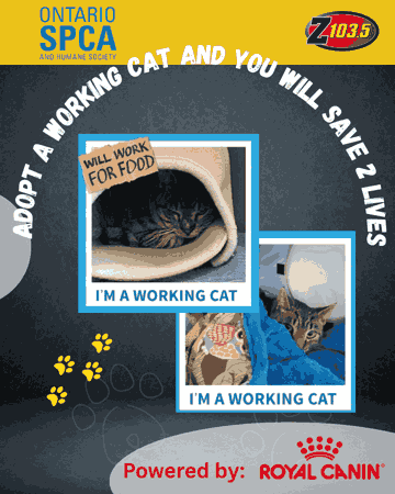 Z103.5 | OSPCA - PET of the week