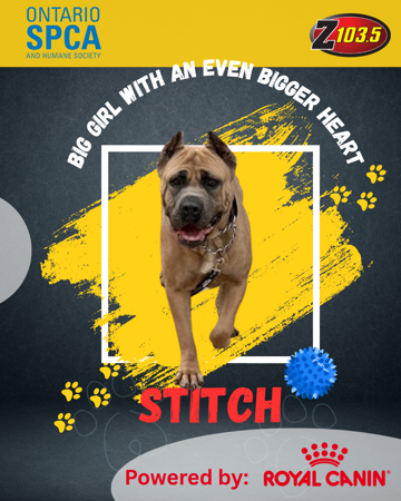 Z103.5 | OSPCA - PET of the week